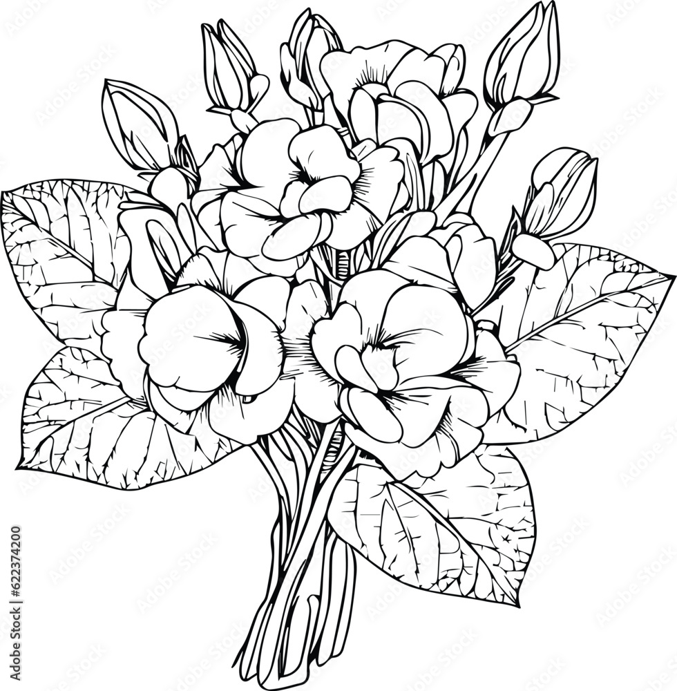 primrose vector illustration, beautiful primula flower bouquet, hand ...