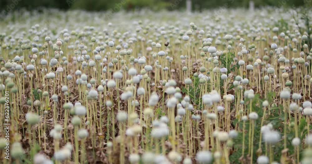 Capsule showing latex (opium) exuding from incision Plant showing the ...