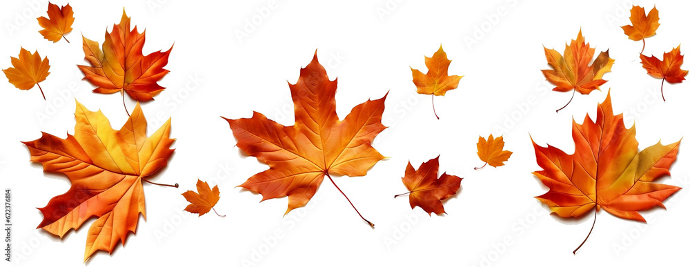 autumn colored fall leaf texture on transparent background overlay ...
