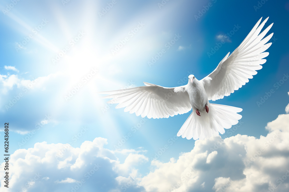Spirit of god background banner panorama - White dove with wings wide ...