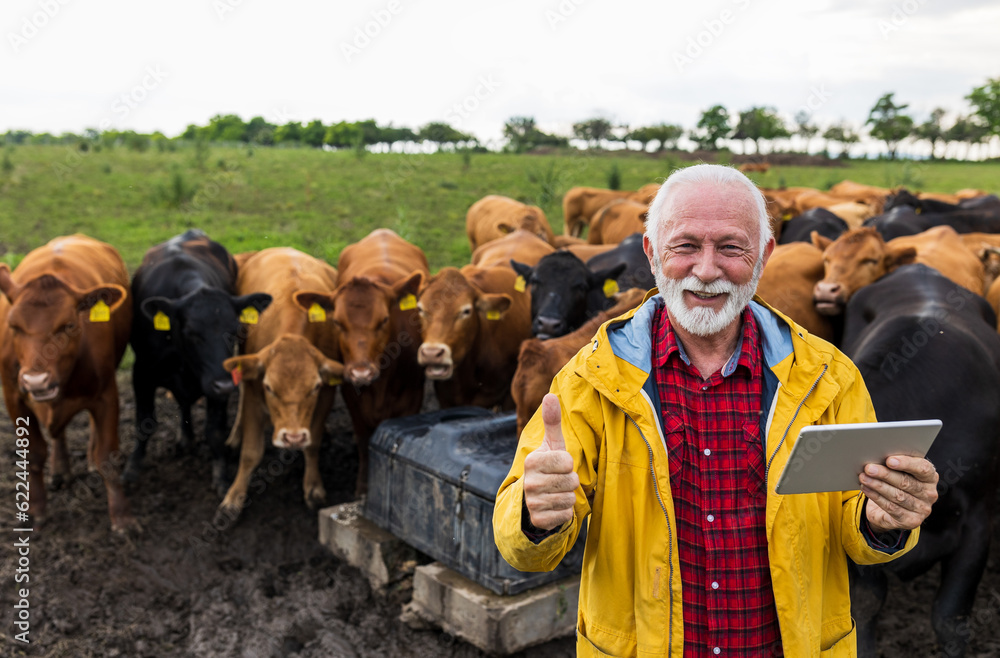 Farmer showing ok gesture in front of cows on ranch Stock Photo | Adobe ...