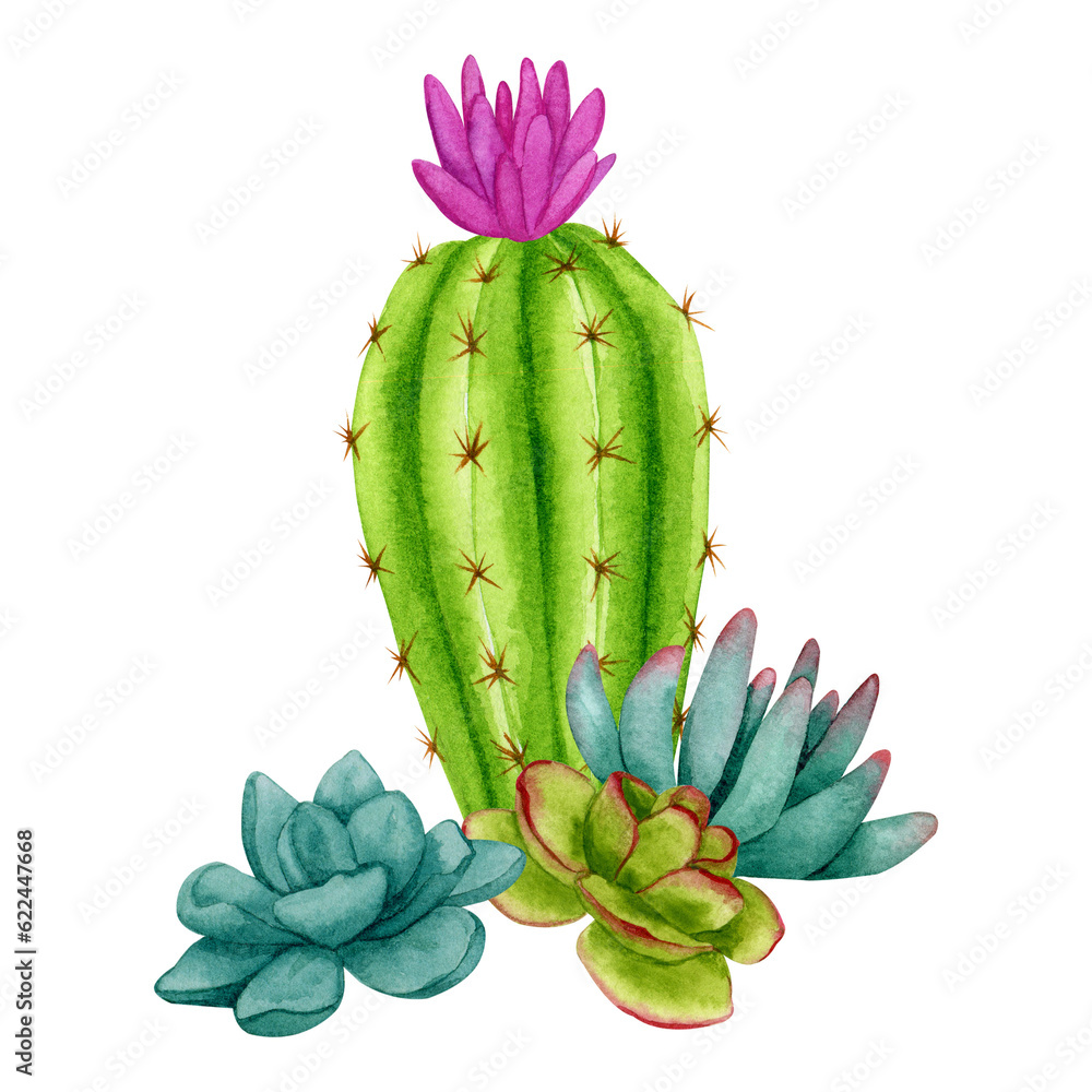 Watercolor composition of cacti and succulents. Colorful hand drawn ...