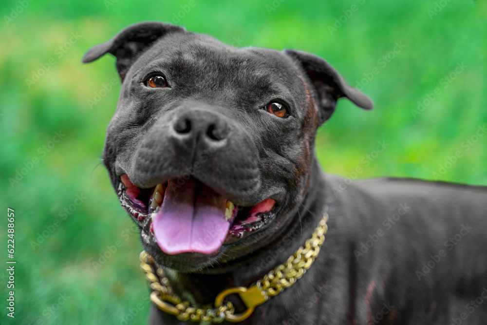 Happy black Staffordshire bull terrier on walk, background of green ...
