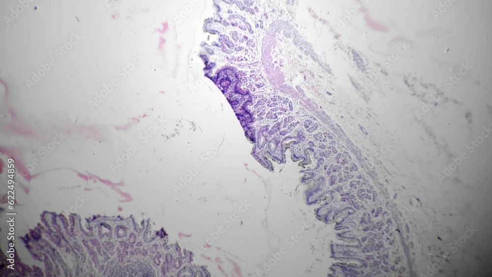 Smooth muscle of human being in longitudinal section filmed under ...