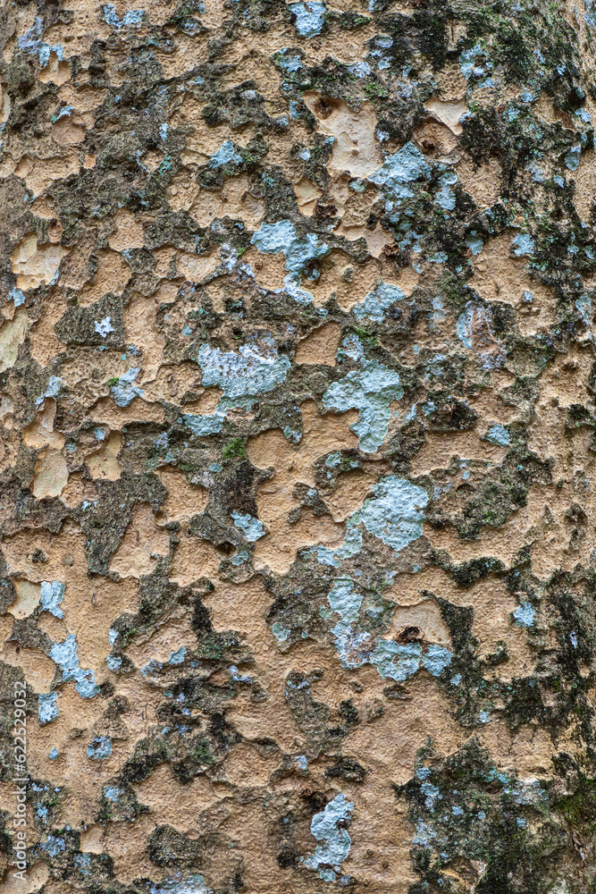 Wood texture background. trunk detail texture background. Bark tree ...