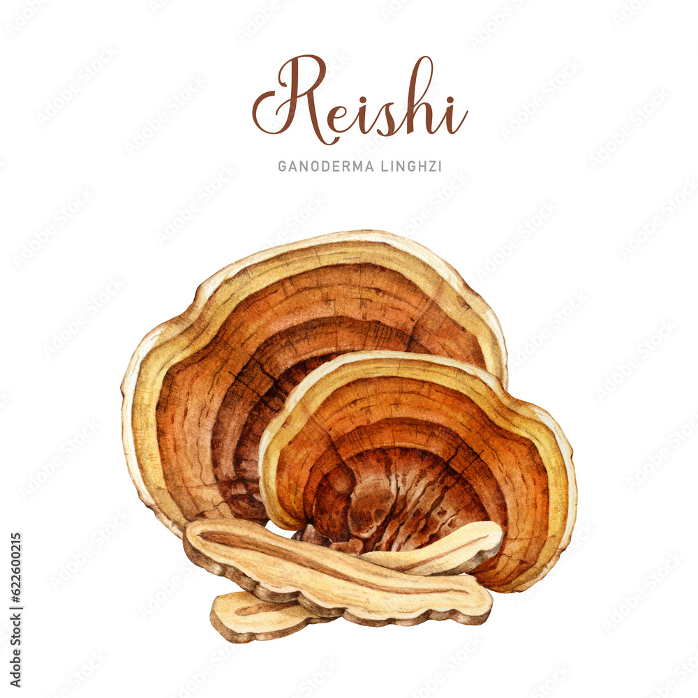 Reishi mushroom group watercolor illustration. Hand drawn ganoderma ...