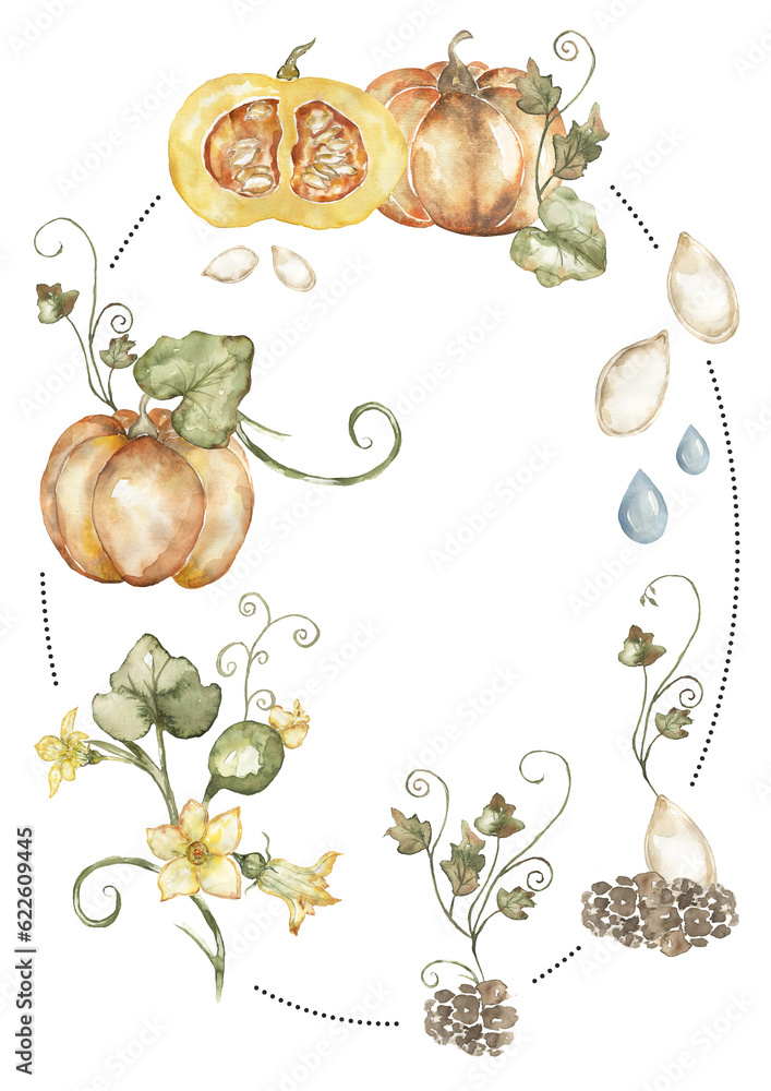 Watercolor life cycle of a pumpkin plant, growth stages infographic ...