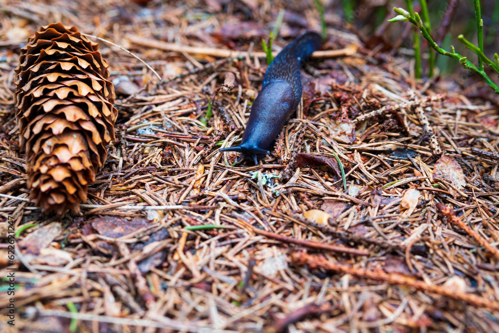 Carpathian bruise (Bielzia coerulans) is a rare species of lung snail ...