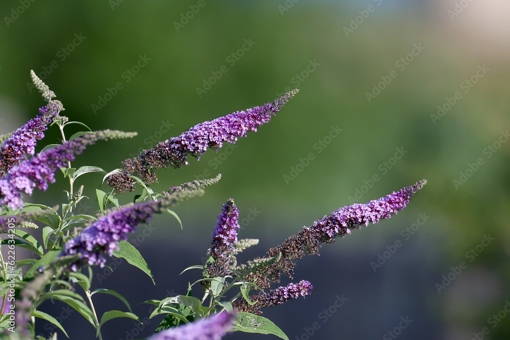 Foto de Flowers of Buddleja davidii (spelling variant Buddleia davidii ...