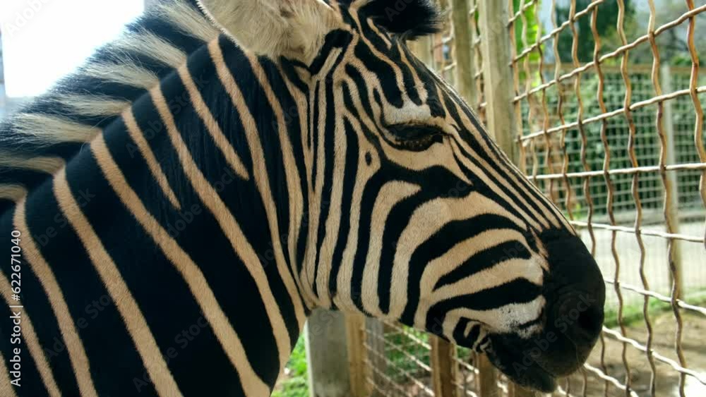 Portrait of curious zebra inside enclosure cage looking at camera in ...