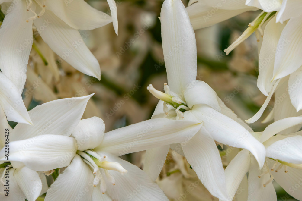 Rain drops with the sand on white flowers of Yucca Rostrata or Beaked ...