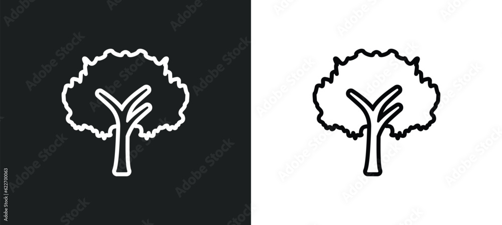 black walnut tree outline icon in white and black colors. black walnut ...