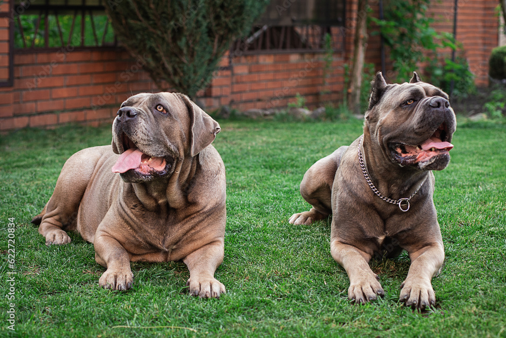 Cane Corso portrait. Two Cane Corso lie outdoors. Large dog breeds ...