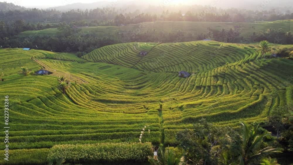 Camera captures stunning aerial view of Bali's terraced rice fields ...