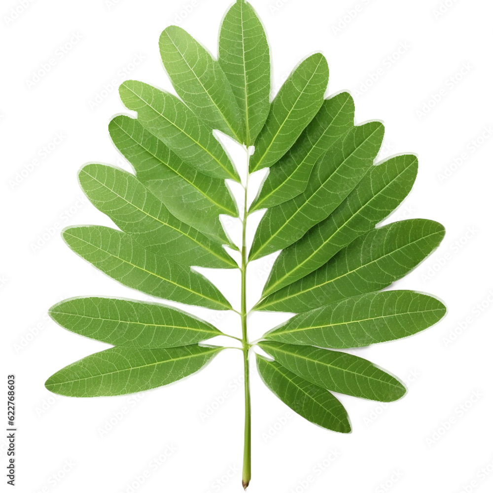 tamarind leaf leaf leaves plant nature foliage stalk green tree ...