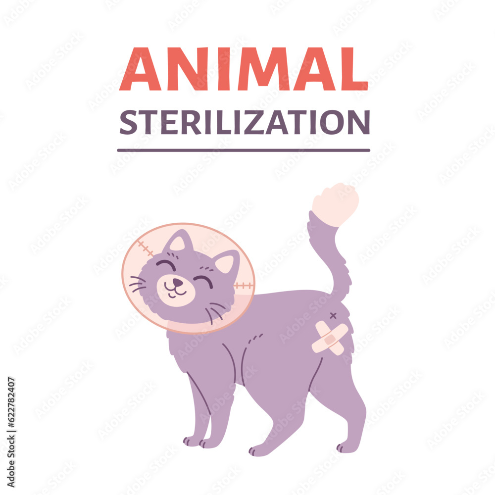 Animal spay or neuter. Cat in veterinary collar. Sterilization of pets ...