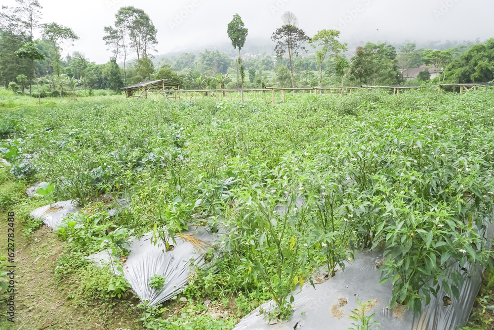 Foto de Chilli Pepper plantation with mulch applied on the slopes of ...