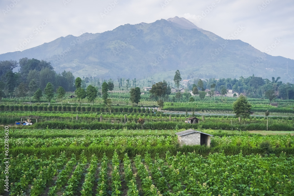 Vegetables and Tobacco plantation on the slopes of Mount Merapi, Selo ...