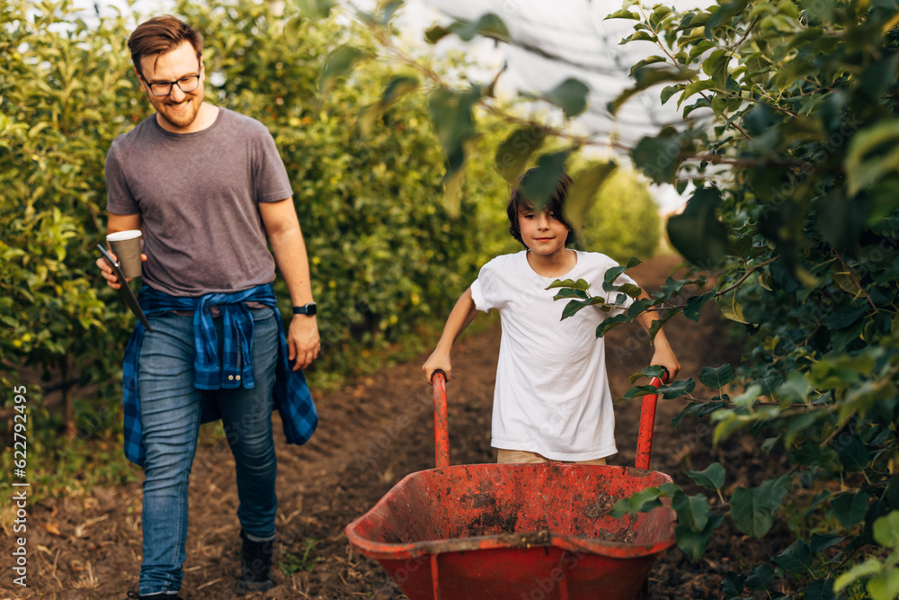 Boy pushes a cart trough a fruit plantation and his father walks next ...