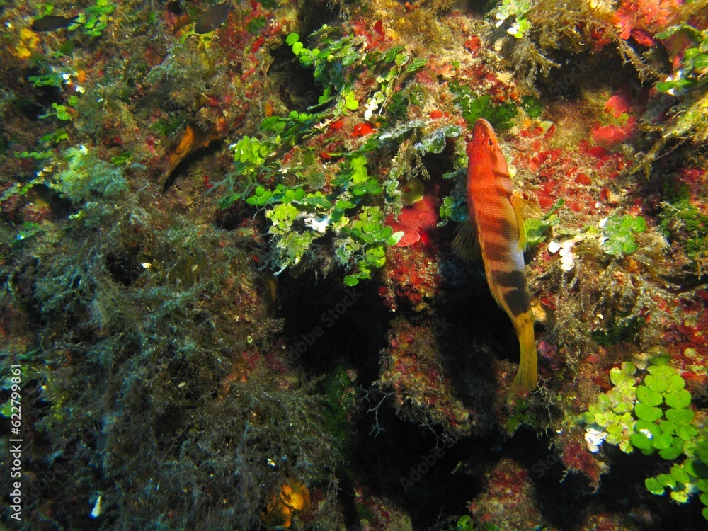 Pair of poisonous red spiny fireworms ( family Amphinomidae) on the ...