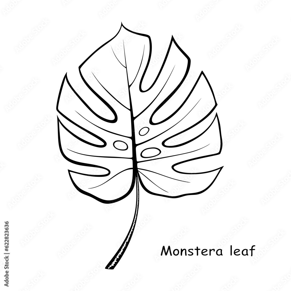 Vecteur Stock Hand drawn Monstera leaf isolated on white background ...