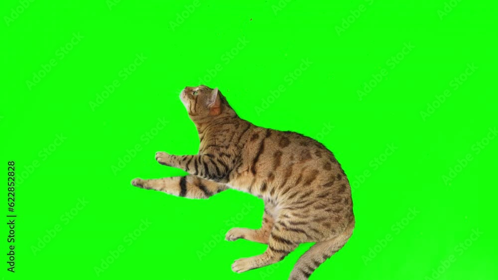 Top-down view of Bengal cat lying down licking his paw on green screen ...