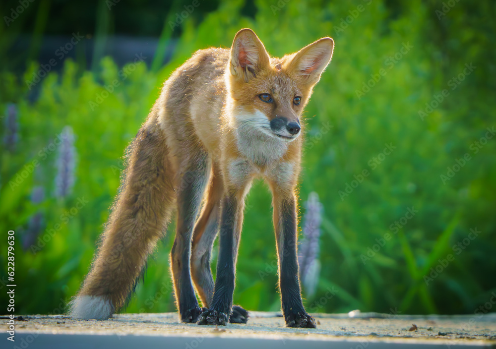 Juvenile Fox Curiously sitting on dock scanning water., summer 2023 ...