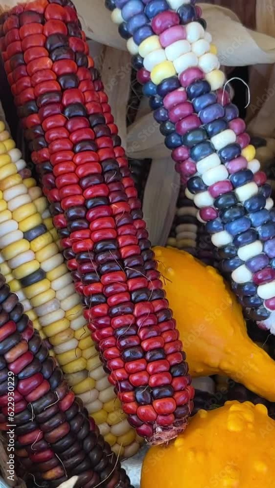 Harvest Halloween Fall Multicolored black red Indian corn or sometimes ...