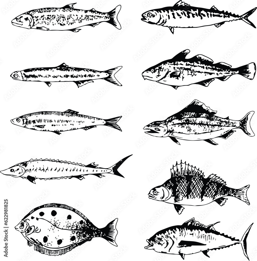 pack of outline fish vector illustration collection isolated in white ...