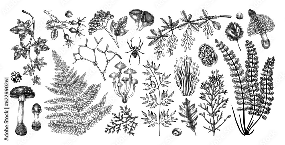 Autumn design elements in sketched style. Botanical drawings of fall ...
