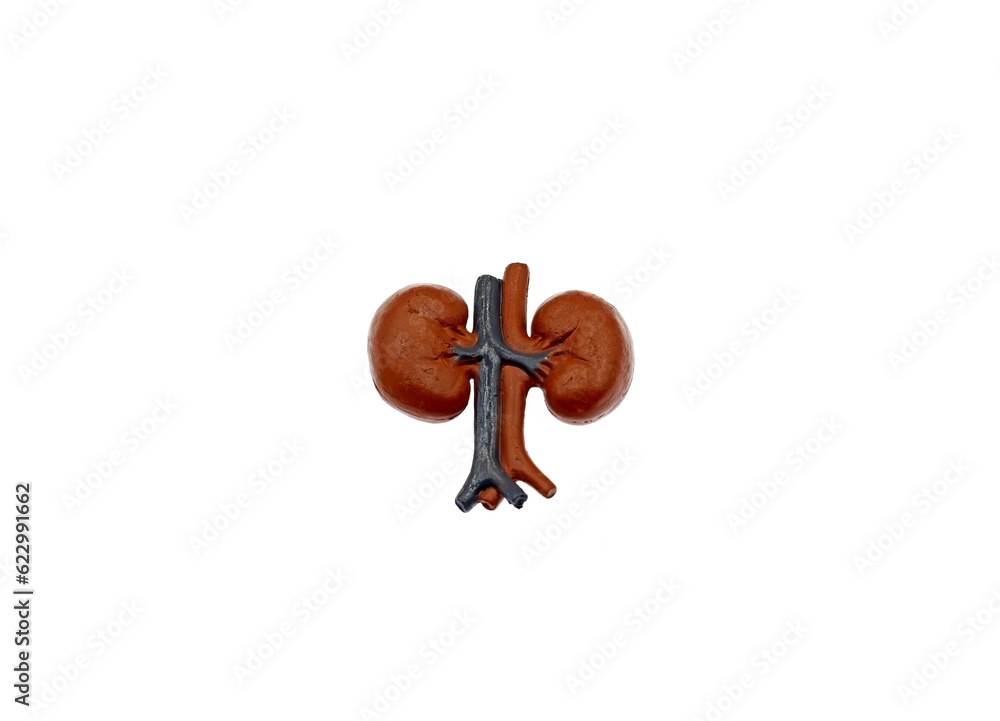 Anatomical model of the renal system on white background. Urinary tract ...