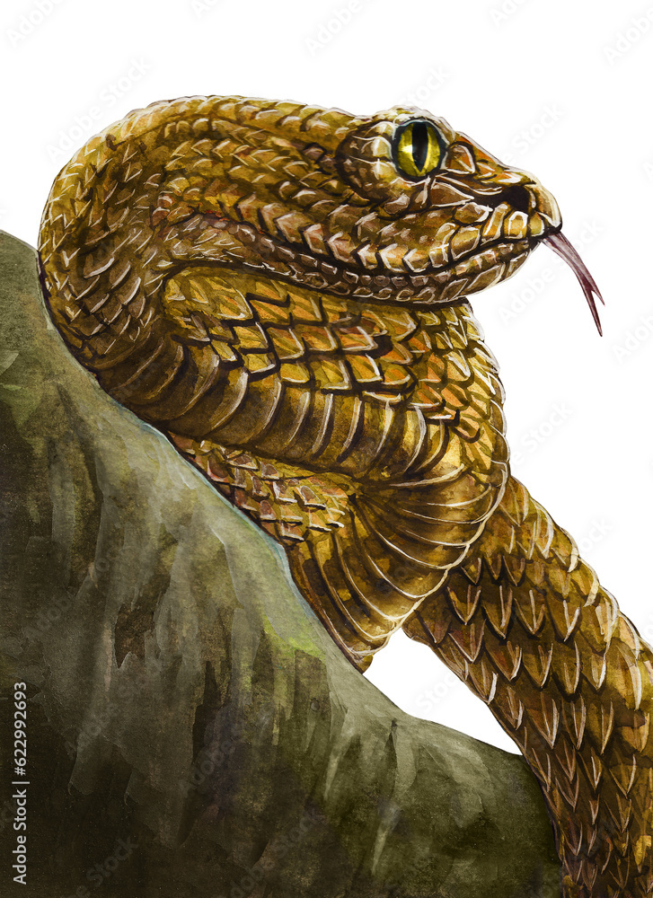 Drawing of an orange beautiful snake. Cold blooded reptile. Isolated ...