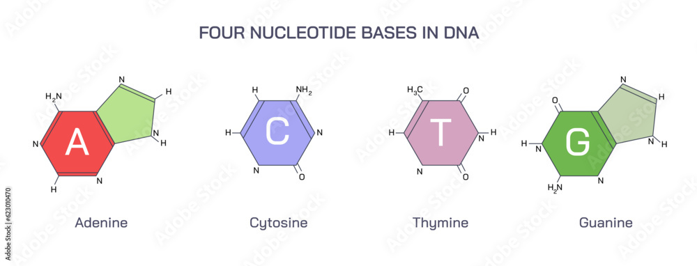 DNA is a double helical structure composed of nucleotides. The two ...