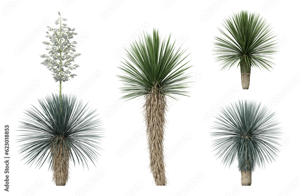 Yucca Rostrata trees on a transparent background Stock Illustration ...