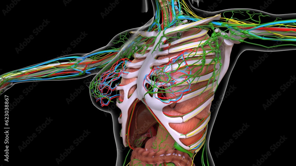 female human anatomy lungs for medical concept 3d rendering Stock ...