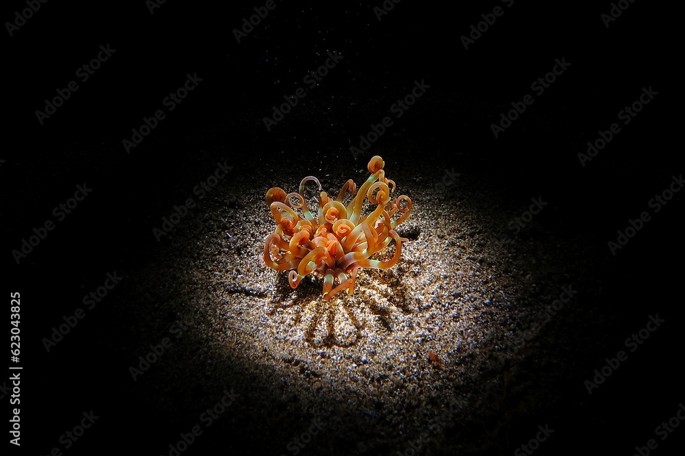 Orange anemone in the deep ocean, sandy seabed. Scuba night diving with ...