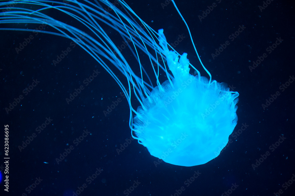 jelly fish has tentacle. fluorescent glowing medusa in neon color ...