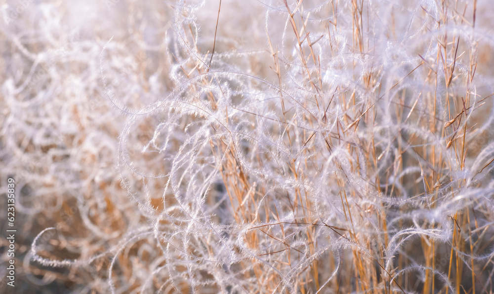 Abstract natural background of soft plants. Pampas grass feather grass ...