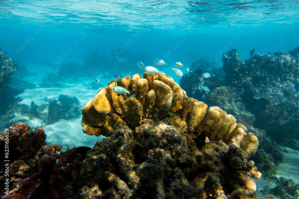 Coral reefs with blue water and subsea plants Stock Photo | Adobe Stock