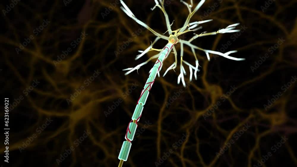 Vidéo Stock A nerve is an enclosed, cable-like bundle of nerve fibers ...