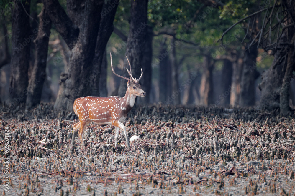 Spotted deer of Sundarbans.Spotted Deer or Chital deer is the most ...