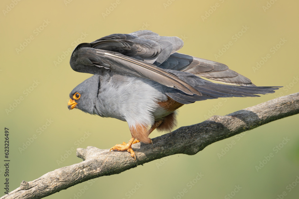 Red-footed falcon, western red-footed falcon - Falco vespertinus ...