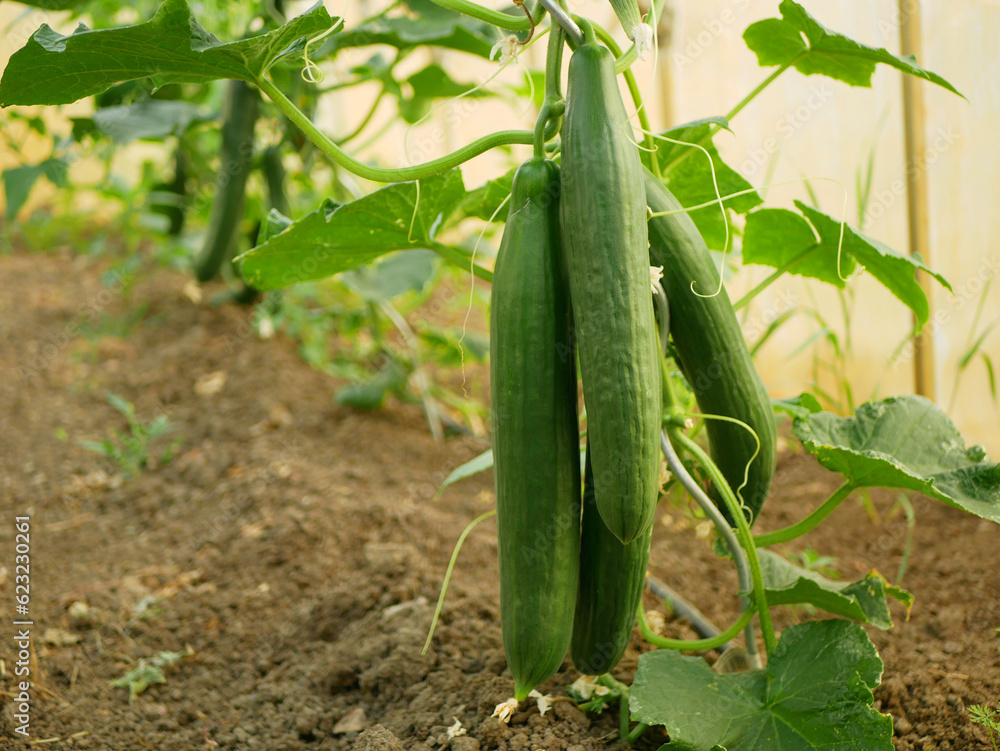 Cucumber harvest english Cucumis sativus seedless bio green vegetable ...