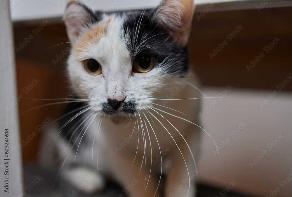 Plakát Cat with a face like Adolf Hitler. – Obraz na Zeď | Posters.cz