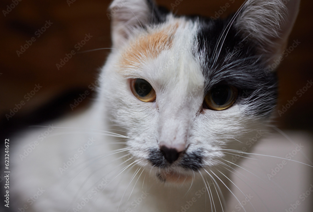 Poster Cat with a face like Adolf Hitler. – Wall Art | UkPosters