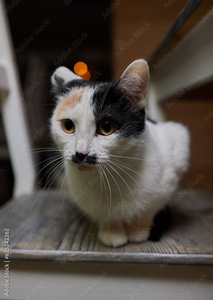 Poster Cat with a face like Adolf Hitler. – Wall Art | UkPosters
