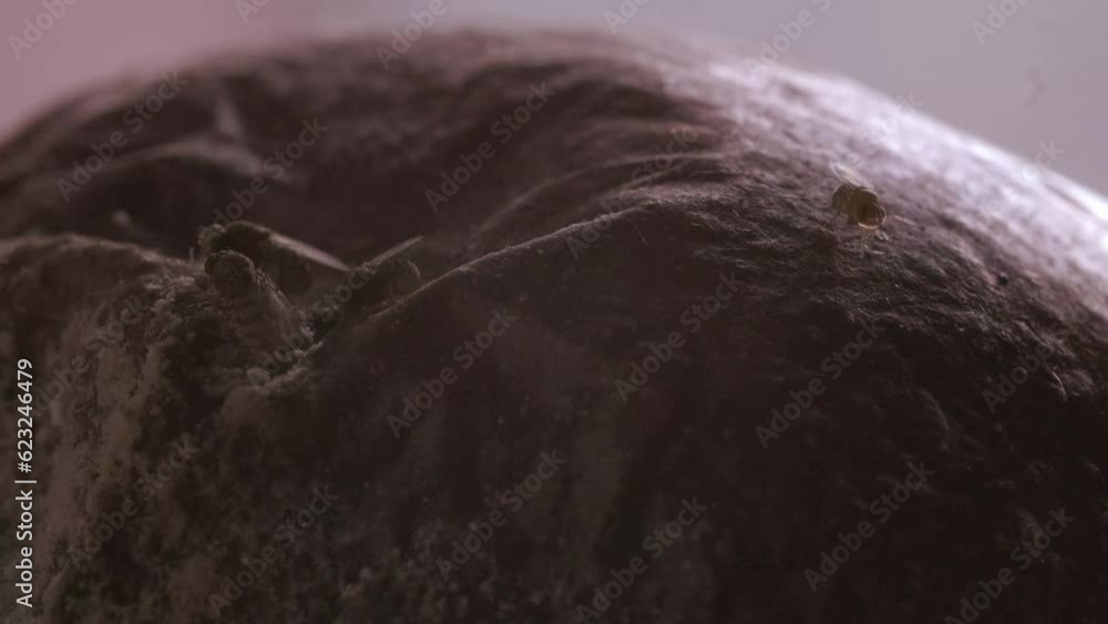 Vidéo Stock rotten nectarine fruit close-up, Drosophila flies feed on ...