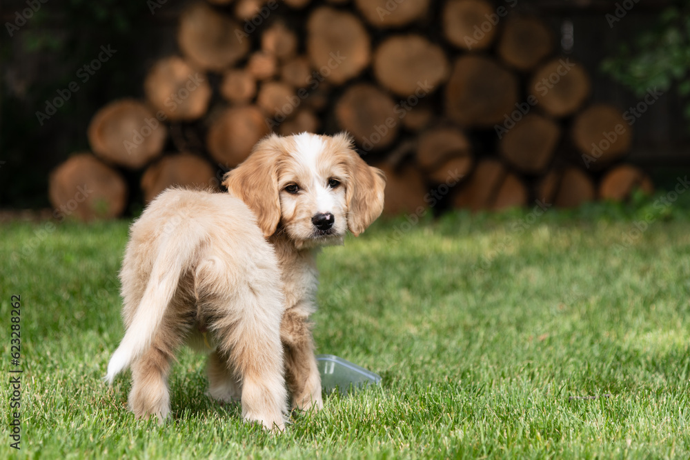 Puppy Golden Doodle playing in back yard grass in front of wood pile ...