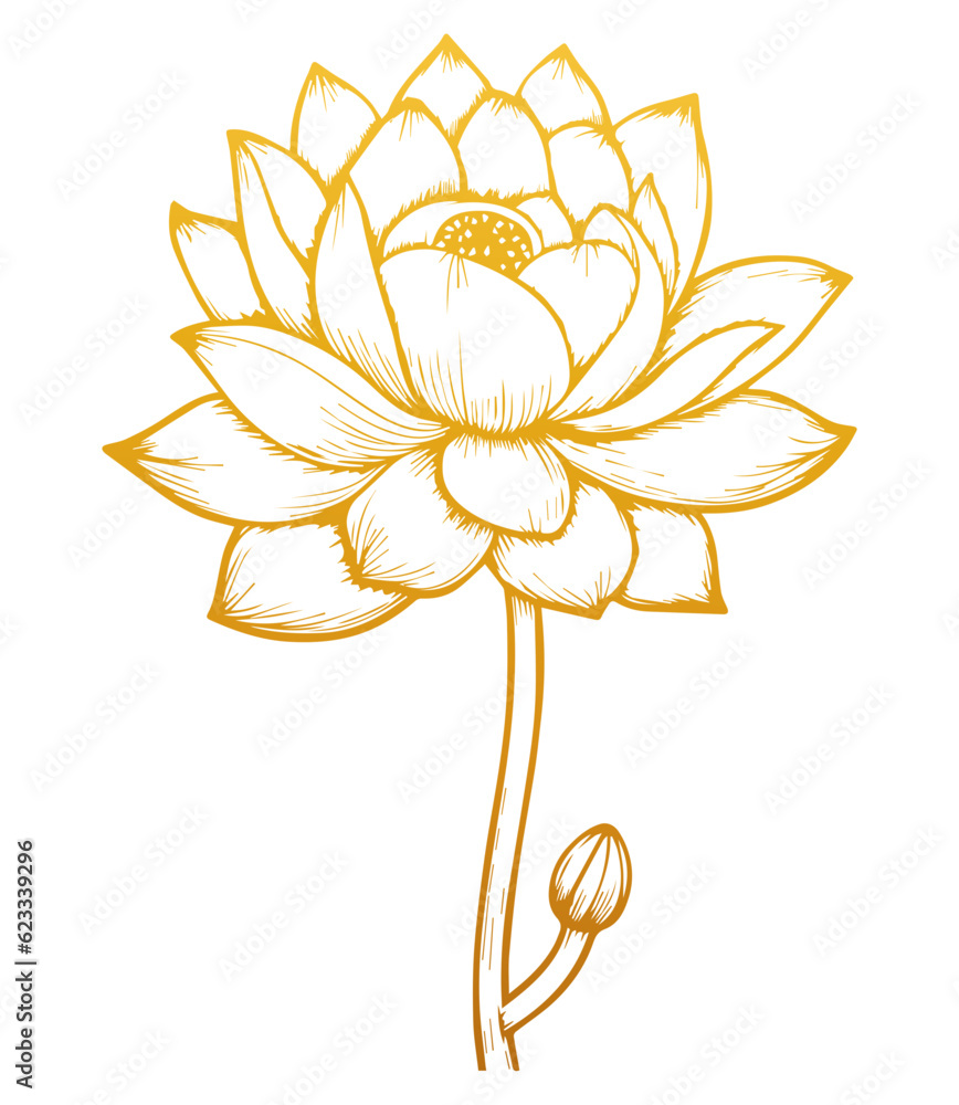 Hand drawn lotus flower . Sketch of lotus flower with leaves and stem ...