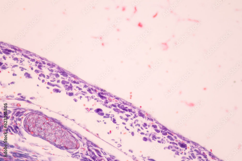 Showing Light micrograph of the Trachea, Thymus, Parathyroid gland and ...